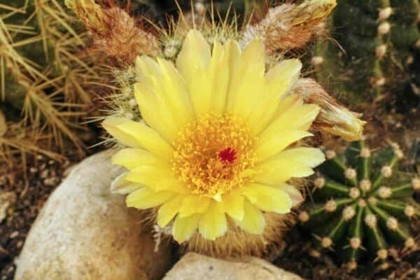 Growing Ball Cactus: How To Care For Notocactus Scopa