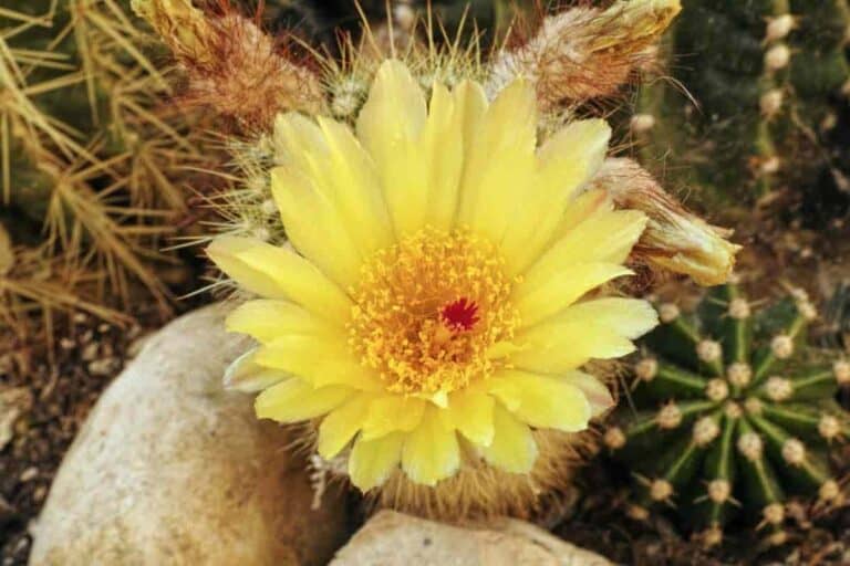 Growing Ball Cactus: How To Care For Notocactus Scopa
