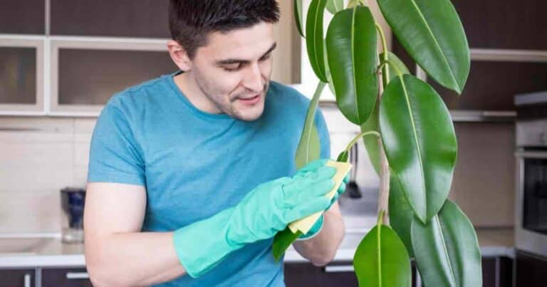 Why Are My Ficus Rubber Tree Leaves Drooping?