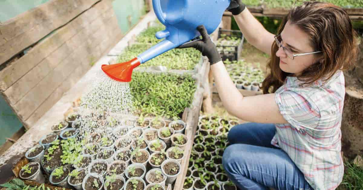 What You Need To Know About Successful Transplanting