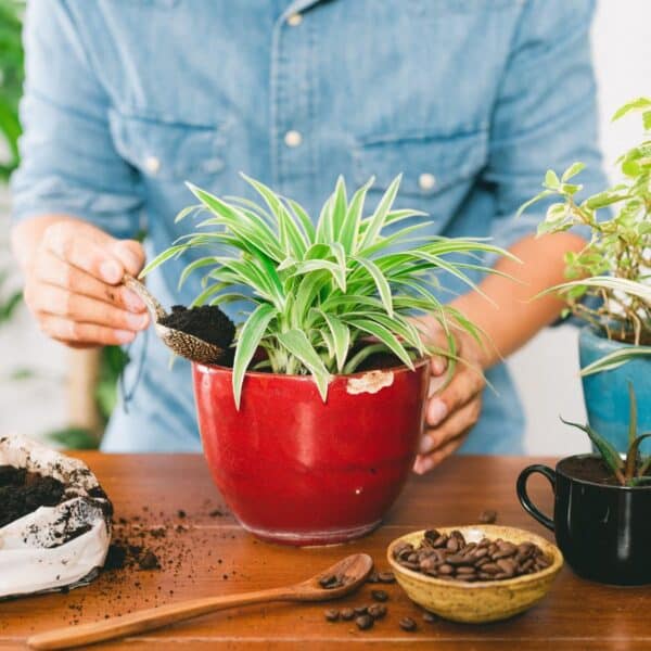 5 Surprising Ways Coffee Grounds Transform (or Kill) Your Spider Plant