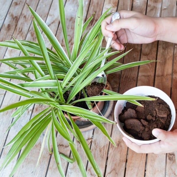 5 Surprising Ways Coffee Grounds Transform (or Kill) Your Spider Plant