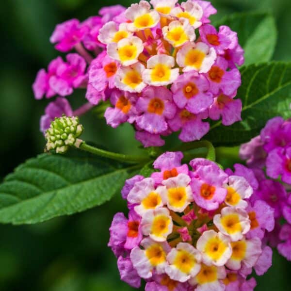 5 Reasons Lantana Is the Ultimate Flower for Lazy Gardeners (But Looks Pro)