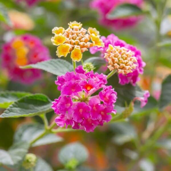 5 Reasons Lantana Is the Ultimate Flower for Lazy Gardeners (But Looks Pro)