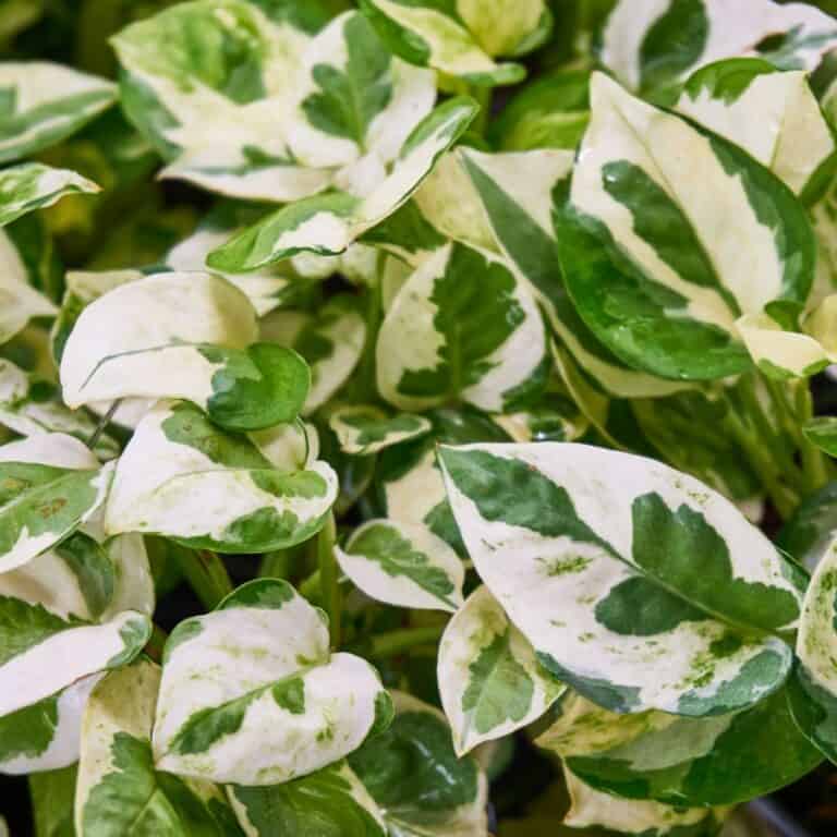 8 Tips to Turn Your Leggy Pothos Into A Bushy Pothos