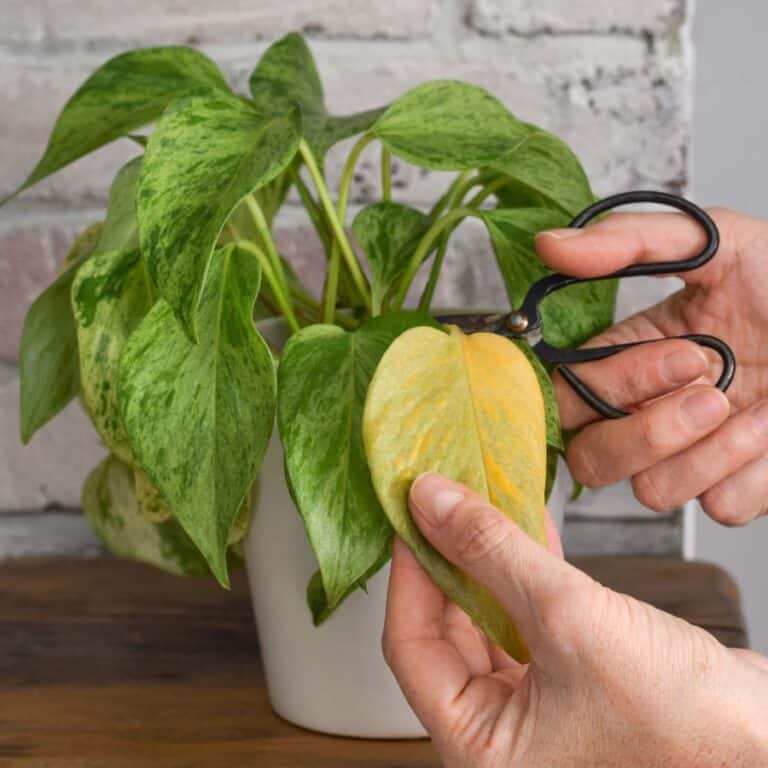 8 Tips to Turn Your Leggy Pothos Into A Bushy Pothos