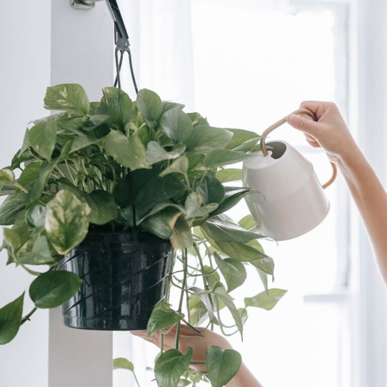 8 Tips to Turn Your Leggy Pothos Into A Bushy Pothos