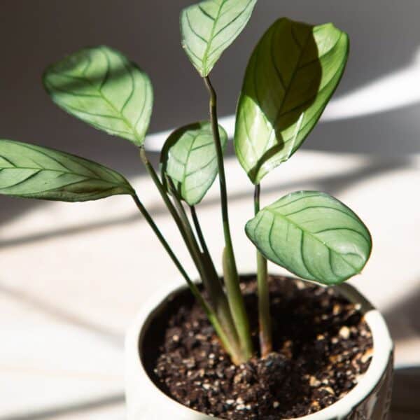 7 Secrets to Growing a Stunning Fishbone Prayer Plant That Thrives