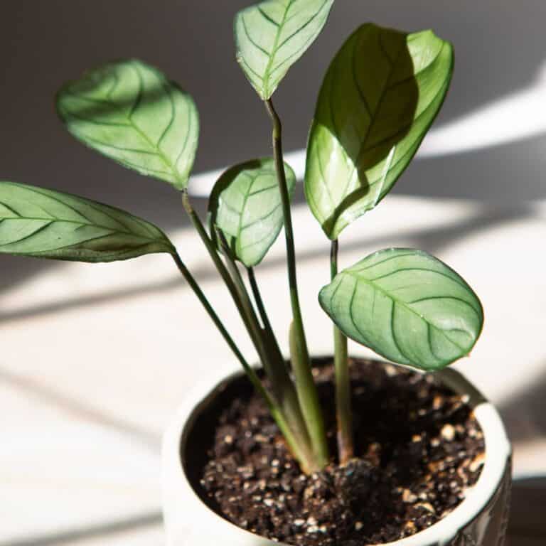 7 Secrets to Growing a Stunning Fishbone Prayer Plant That Thrives