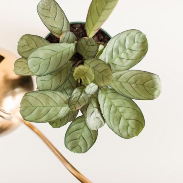 7 Secrets to Growing a Stunning Fishbone Prayer Plant That Thrives