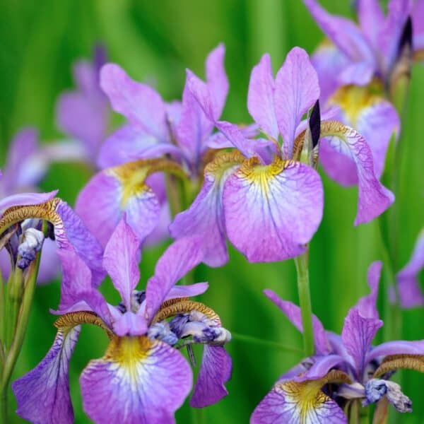 7 Deadheading Secrets To Transform Sad Iris into Stunning Bloomers
